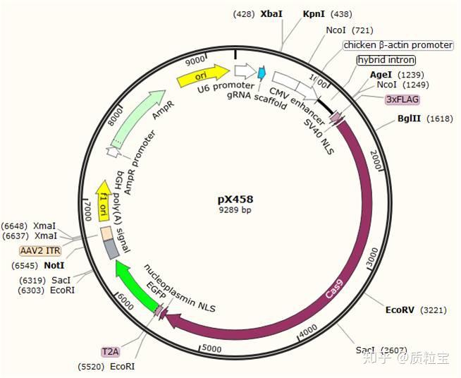 PX458 质粒 CRISPR Cas9系统载体 绿色荧光蛋白pSpCas9(BB) 2A GFP - 知乎