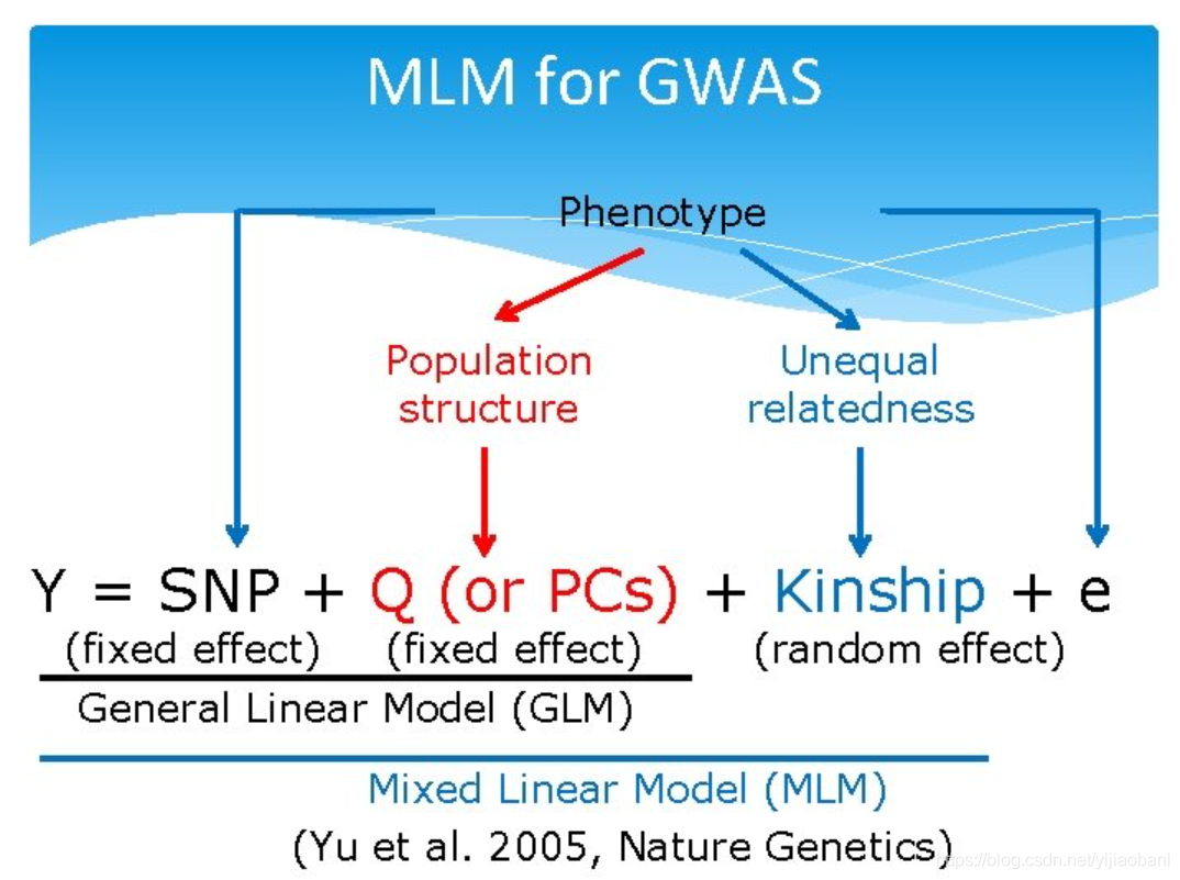 使用TASSEL学习GWAS笔记（5/6）：混合线性模型进行GWAS分析（MLM模型） - 知乎