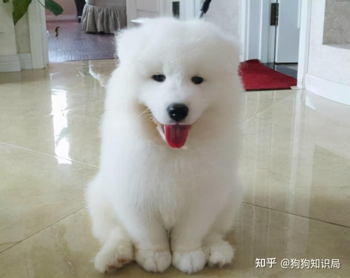 萨摩耶犬怎样训练才听话？方法在这里！ - 知乎