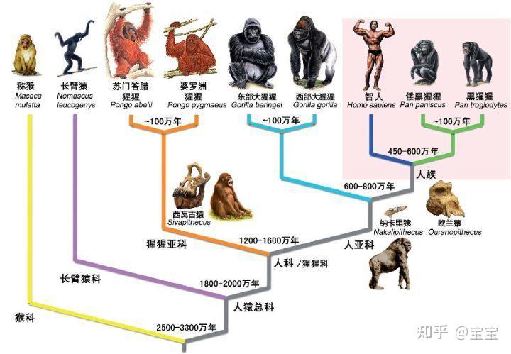 生物进化树整理 知乎