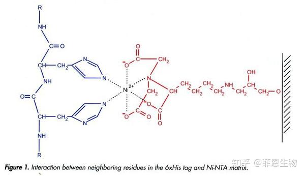 【技术分享】镍（Ni）柱纯化原理与使用方法 - 知乎