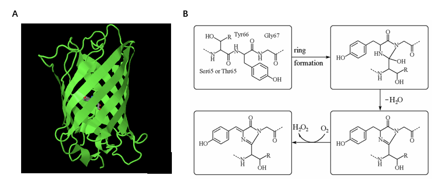 生命科学里程碑一：绿色荧光蛋白（GFP） - 知乎