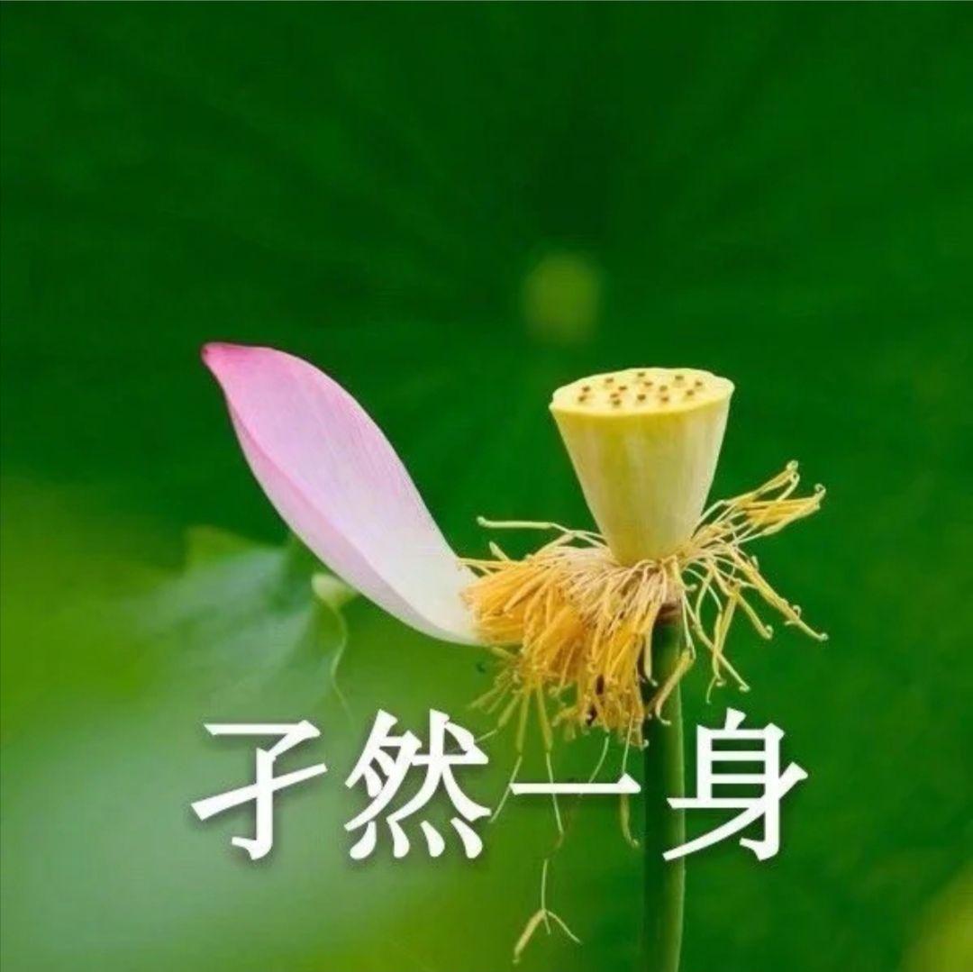 有哪些适合中年人用的头像 知乎