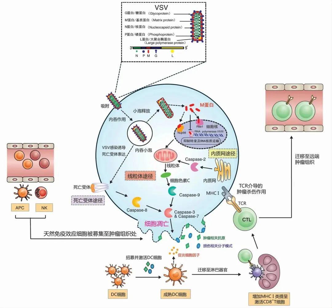 溶瘤病毒药效服务系列 | 第三章 · 水疱性口炎病毒(VSV) - 知乎