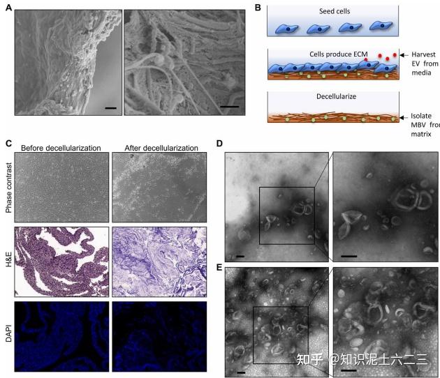 ECM的物理化学性质如何影响EVs与ECM之间的相互作用？ - 知乎