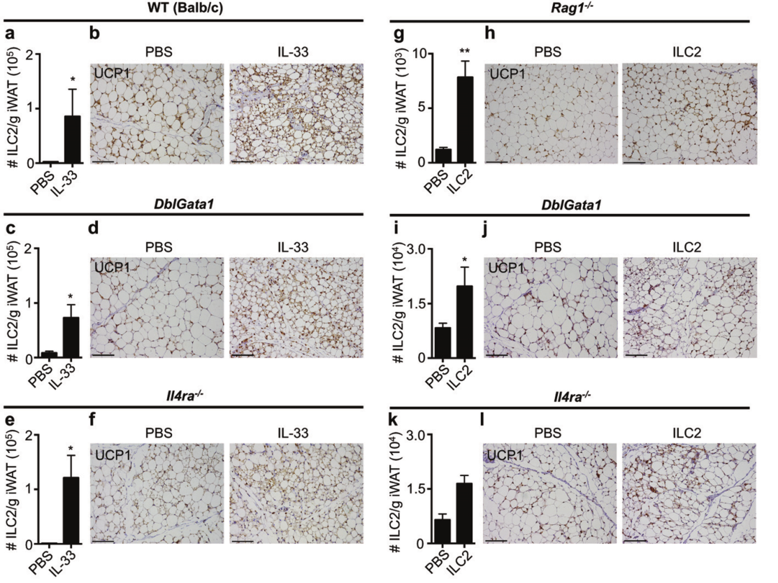 ILC2与脂肪代谢（二） - 知乎