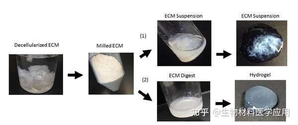 脱细胞基质（ECM）水凝胶在体内的应用与发展 - 知乎