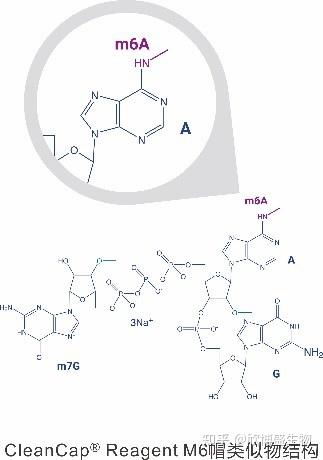 CleanCap®M6帽类似物，显著提高mRNA效力 - 知乎