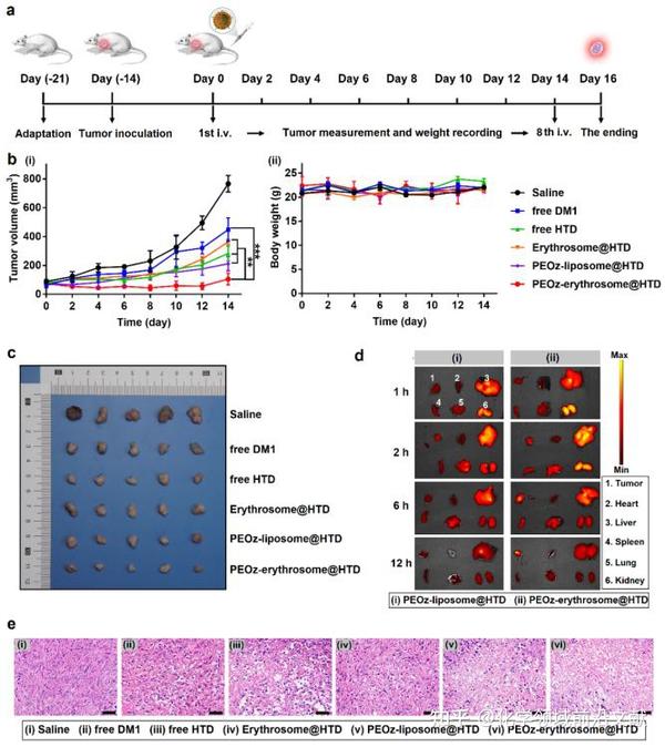 四川大学林云锋教授团队Adv. Mater：肿瘤微环境响应仿生膜搭载HER2适配体修饰后DNA四面体-美登素偶联药物后对HER2阳性肿瘤的抑制作用 - 知乎