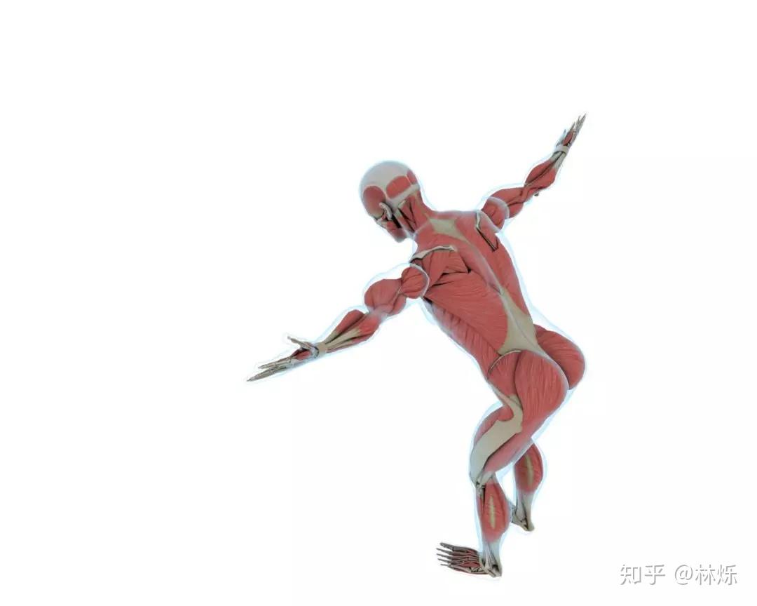 用YWTL来改善久坐或驼背所带来的问题 - 知乎