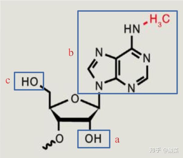 CNS热点、国自然热门，m6A的前世今生 - 知乎