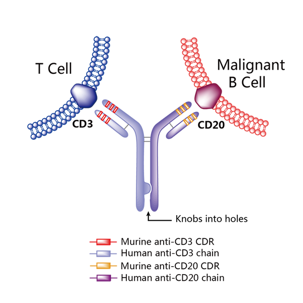 靶向治疗策略中的CD3 - 知乎