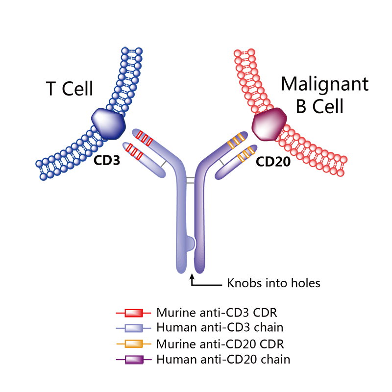 靶向治疗策略中的CD3 - 知乎