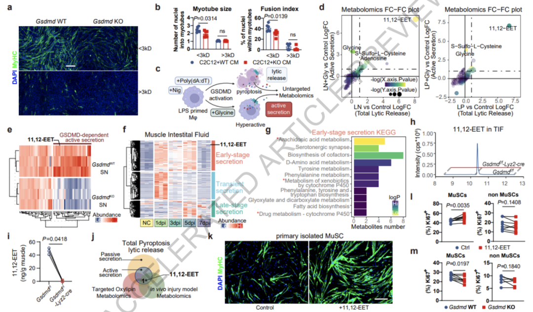 Nature丨GSDMD是炎症早期组织修复所必须的——代谢重编程的突出作用 - 知乎