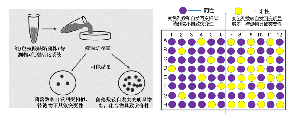 IPHASE/汇智和源 Ames试剂盒常见问题答题库 - 知乎