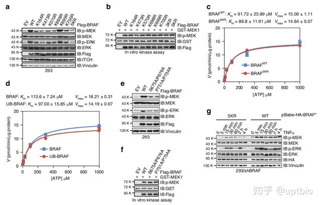 【精品解读】黑色素瘤细胞中ITCH/BRAF/MEK/ERK通路，超多WB实验！ - 知乎