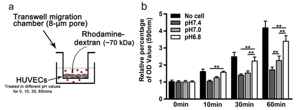 文献精读{反馈回路}：内皮细胞通透性 - 知乎