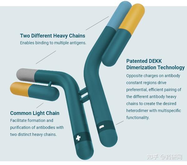 肿瘤干细胞标志物：LGR5 - 知乎