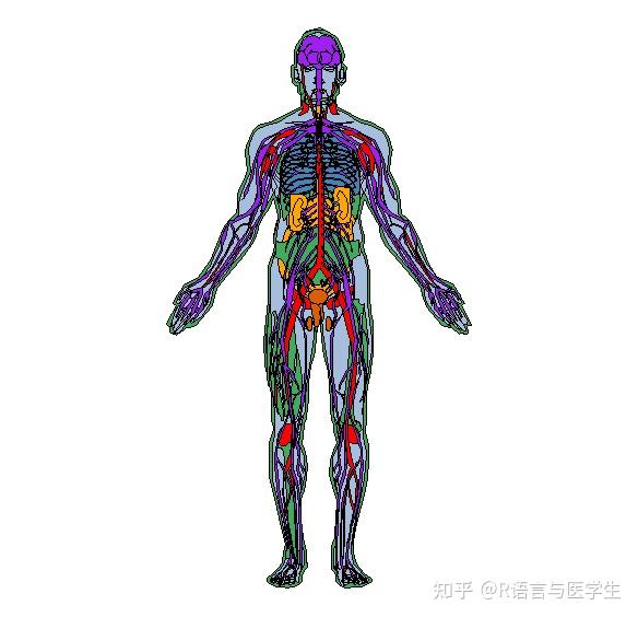 R语言绘图—人体器官组织图（1） - 知乎
