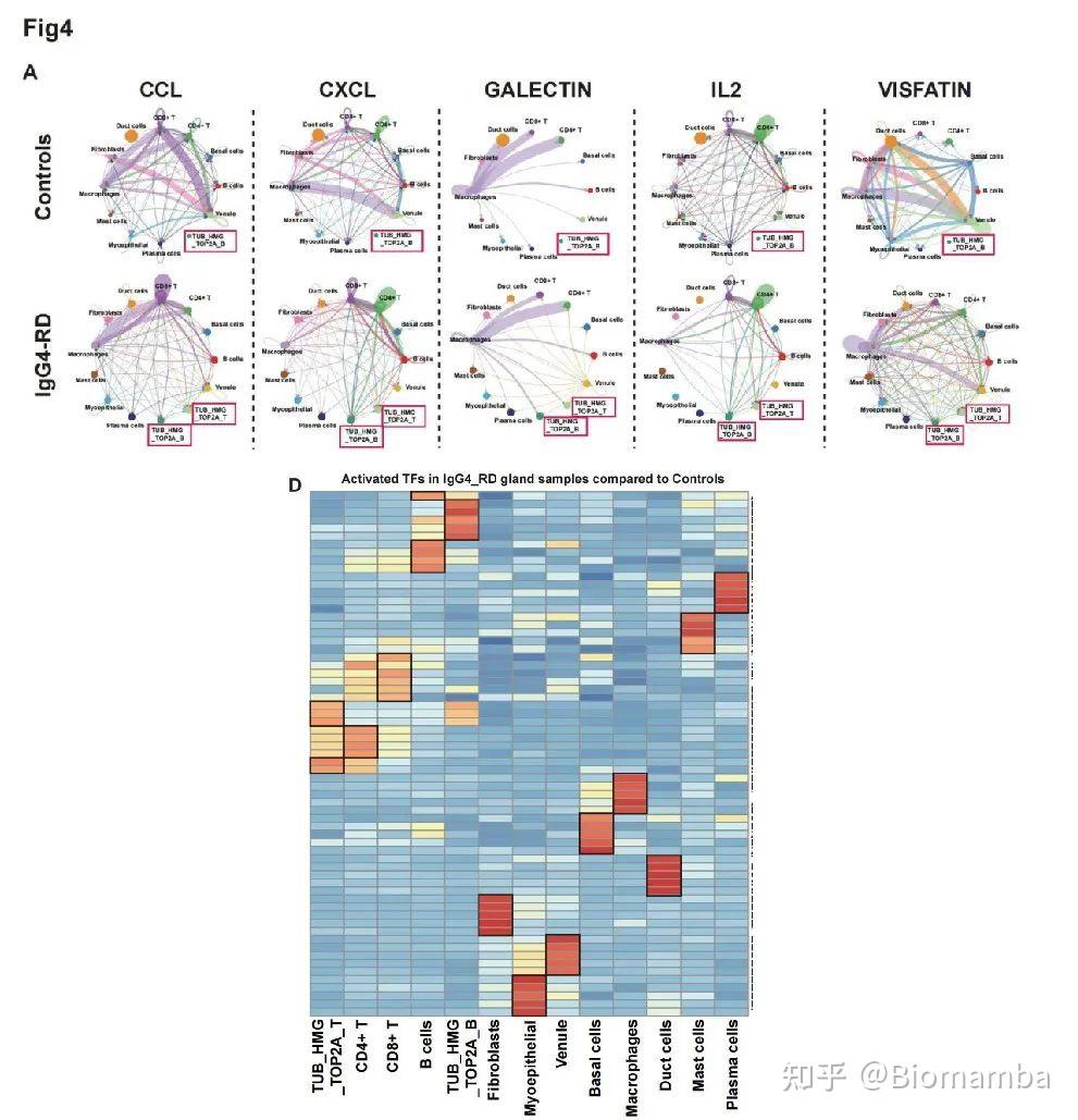 IgG4相关性疾病中颌下腺和血液中的细胞和分子改变 - 知乎