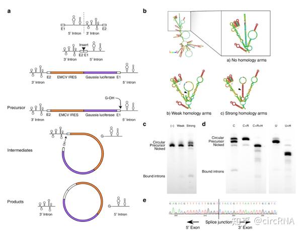 环状RNA从无名之辈成为“顶流”？深度解读环状RNA的前世今生与未来 - 知乎