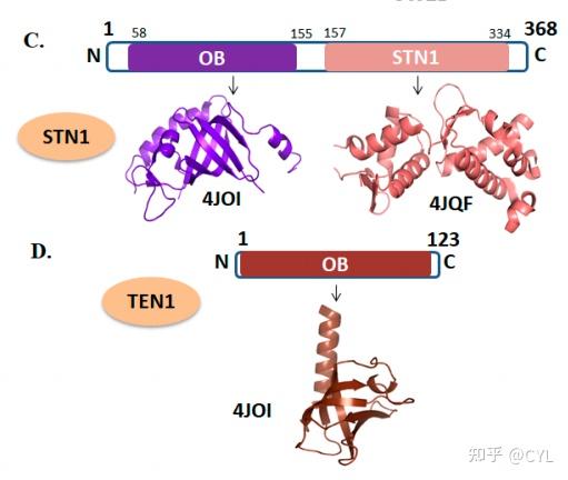 【文献翻译】端粒维持核蛋白Cst/Shelterin复合体的结构特征及其与疾病突变的关系 - 知乎