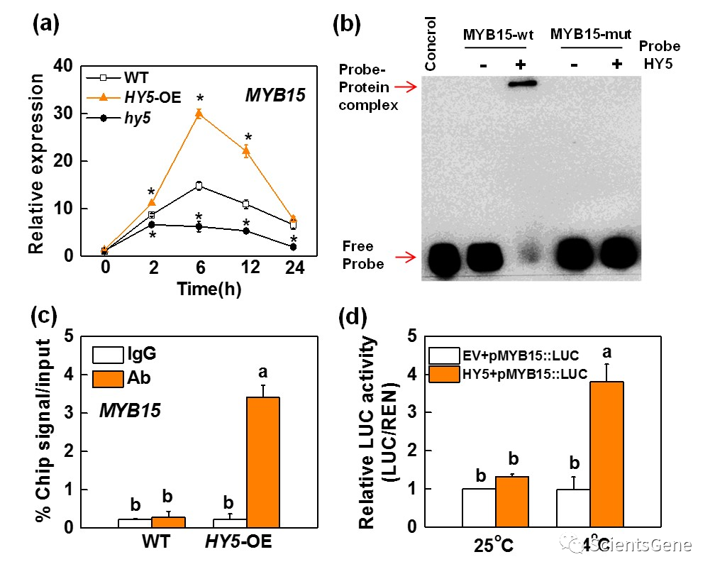 【Plant Cell Environ】HY5和MYB15转录因子通过CBF途径正调控番茄的耐寒性 - 知乎