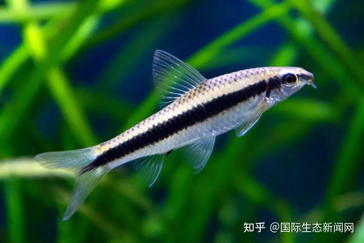 简明的鲤科分类体系-基础类群和泛鲤类 - 知乎