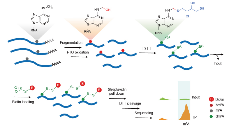 Nat Chem Bio背靠背 | 新的m6A高通量测序方法 - 知乎