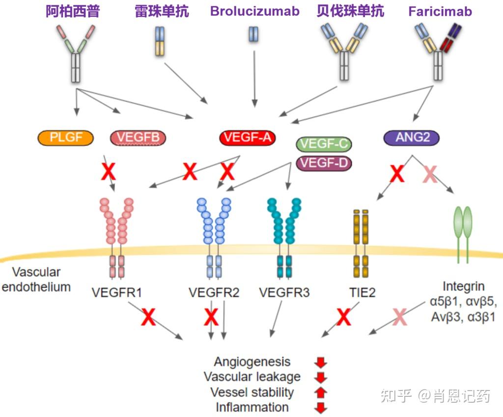 记住所有FDA生物药 | 眼科用VEGFR | 雷珠单抗、阿柏西普、布西珠单抗、法瑞西单抗 | 眼底病 - 知乎