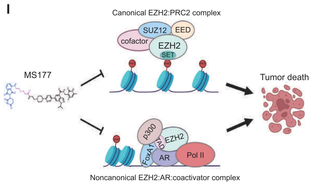 NAR︱蔡玲/王刚/金坚团队合作揭示和靶向前列腺癌中EZH2的双重功能 - 知乎