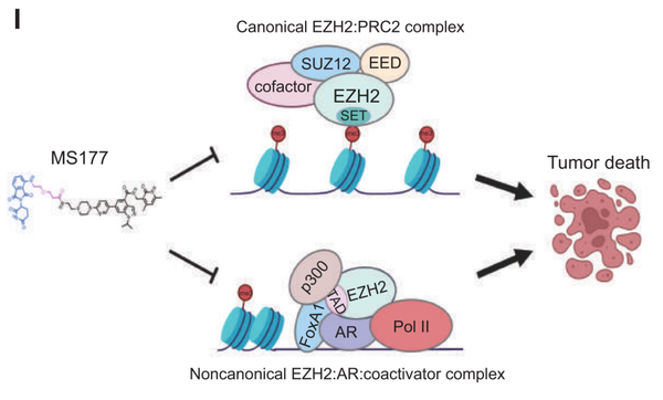 NAR︱蔡玲/王刚/金坚团队合作揭示和靶向前列腺癌中EZH2的双重功能 - 知乎