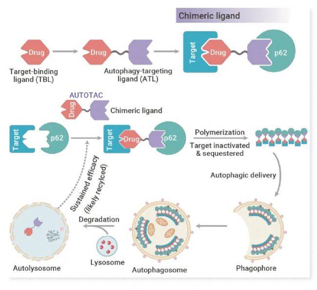 蛋白降解：AUTOTAC、第一代、第二代 AUTAC? 你分清了吗？ | MedChemExpress (MCE) - 知乎
