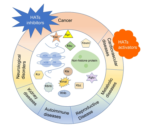 【AMM最新综述】蛋白酰基化修饰的生物学功能和治疗靶标潜力 - 知乎