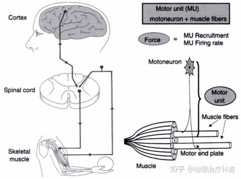 运动系统机制（Motor System Mechanisms） - 知乎