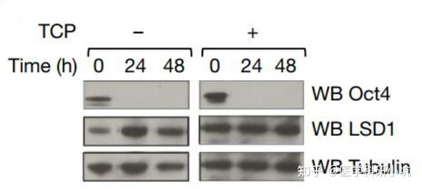 一文掌握Western blotting | Western blotting技术的应用与问题解决方案 - 知乎