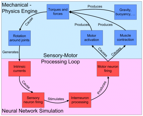 感觉反馈作为运动控制的一个组成部分 - 知乎