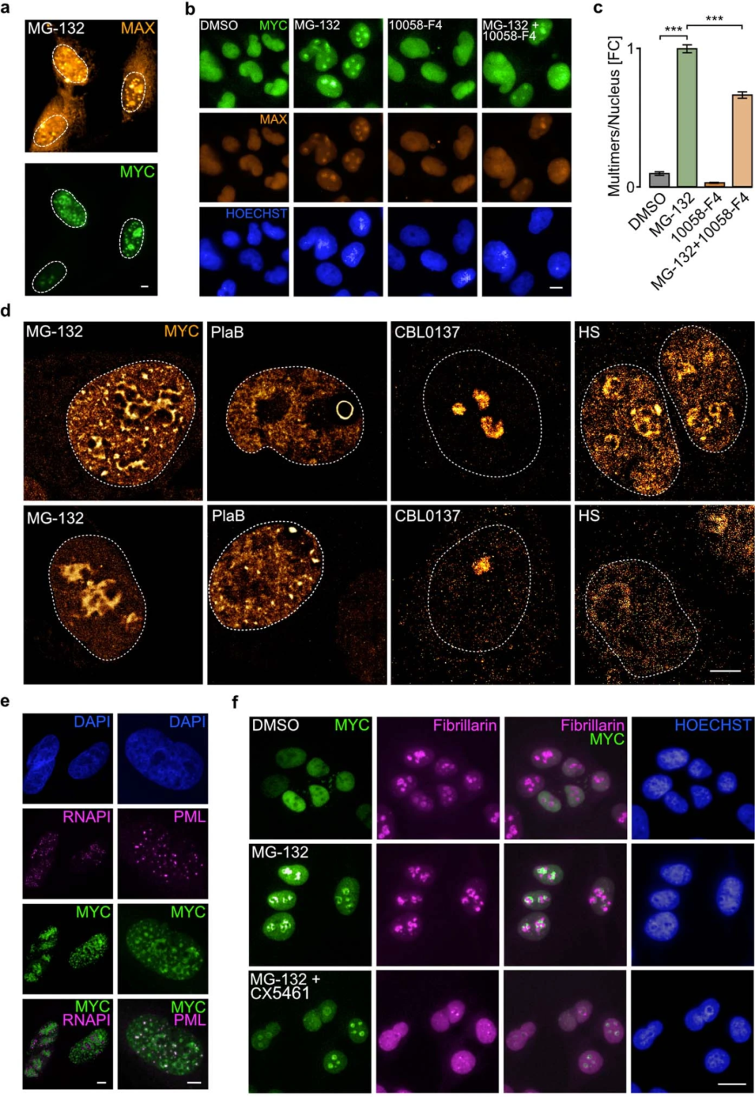 Nature | MYC家族蛋白是癌细胞基因组守护者 - 知乎