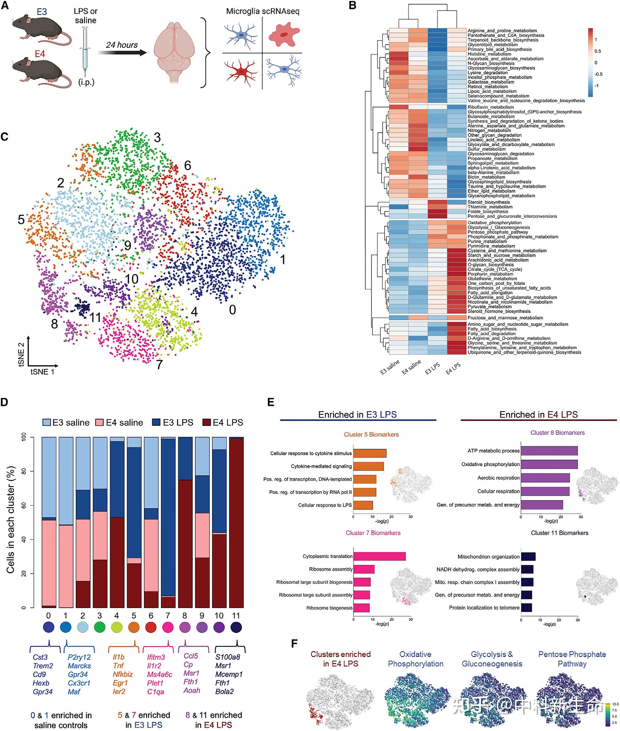 时空多组学 | 单细胞及空间多组学揭示APOE4在衰老、神经炎症和阿尔兹海默症中的作用机制 - 知乎