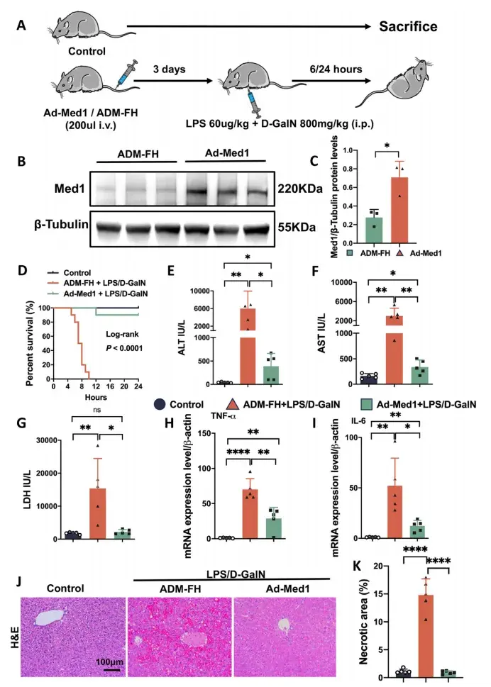 中山大学附属第三医院林炳亮团队发现Med1可作为ALF的治疗靶点 - 知乎