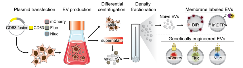 IVIS活体成像应用聚焦——外泌体研究 - 知乎