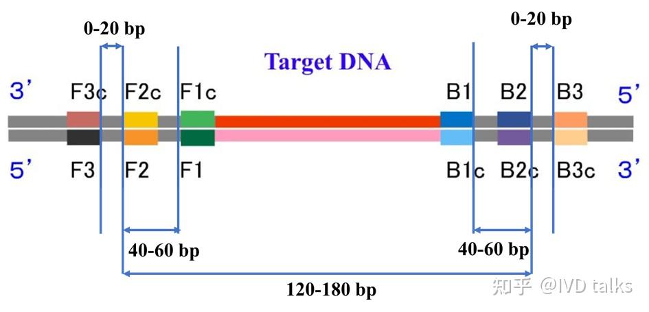 【干货】LAMP检测引物设计 - 知乎