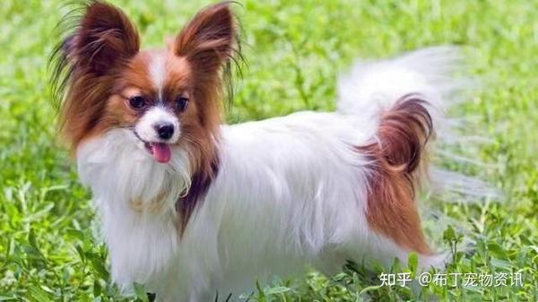 2021全球最可爱的十种小型犬，排名不分先后 - 知乎