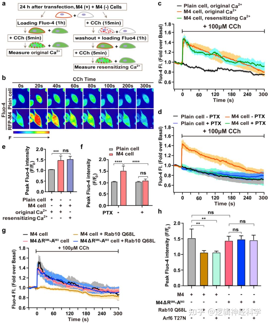 CMLS︱华中科技大学张蓉颖实验室揭示Rab10作为分子制动器调控M4 mAChR转运和信号的分子机制 - 知乎