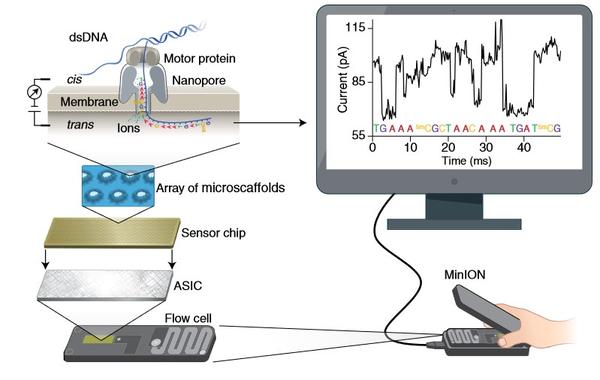 纳米孔DNA/RNA测序技术综述 - 知乎