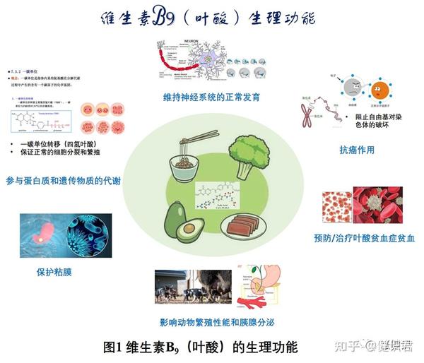 B族维生素系列（七）：维生素b9（叶酸）（2）生理功能篇 知乎
