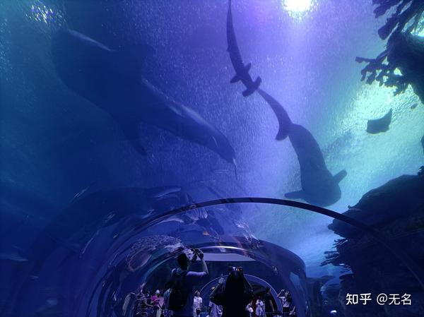 珠海长隆海洋王国旅游攻略（来自过来人的一些小经验） - 知乎
