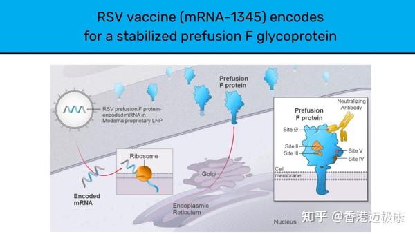 FDA授予mRNA-1345突破性治疗指定，老年人中预防效力超过80%！ - 知乎