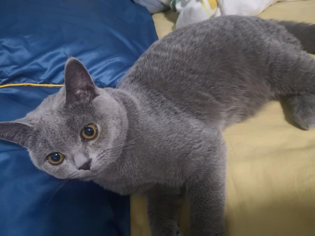 猫咪红霉素眼膏怎么涂？使用眼膏和眼药水方法 知乎