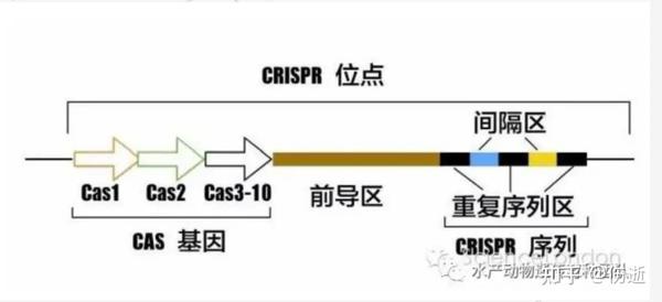 基因编辑技术CRISPR-Cas的“前世今生” - 知乎